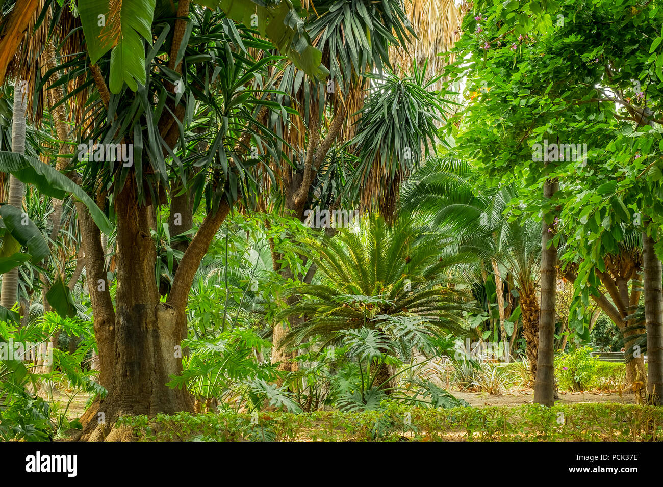 Jungle at hawaii tropical botanical gardens hi-res stock photography ...