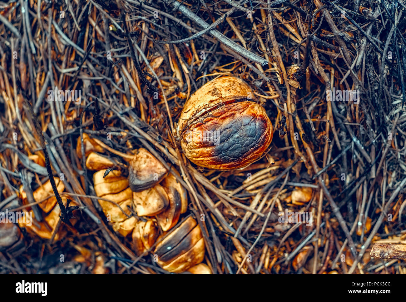 Crop after fire hi-res stock photography and images - Alamy