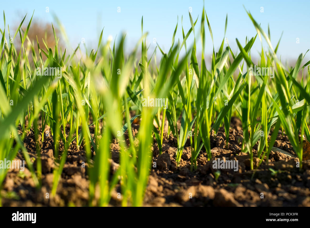 Young sprouts of wheat Stock Photo - Alamy