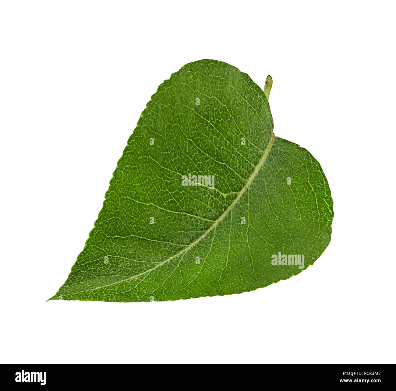 Apple leaf isolated on white background Clipping Path Stock Photo - Alamy