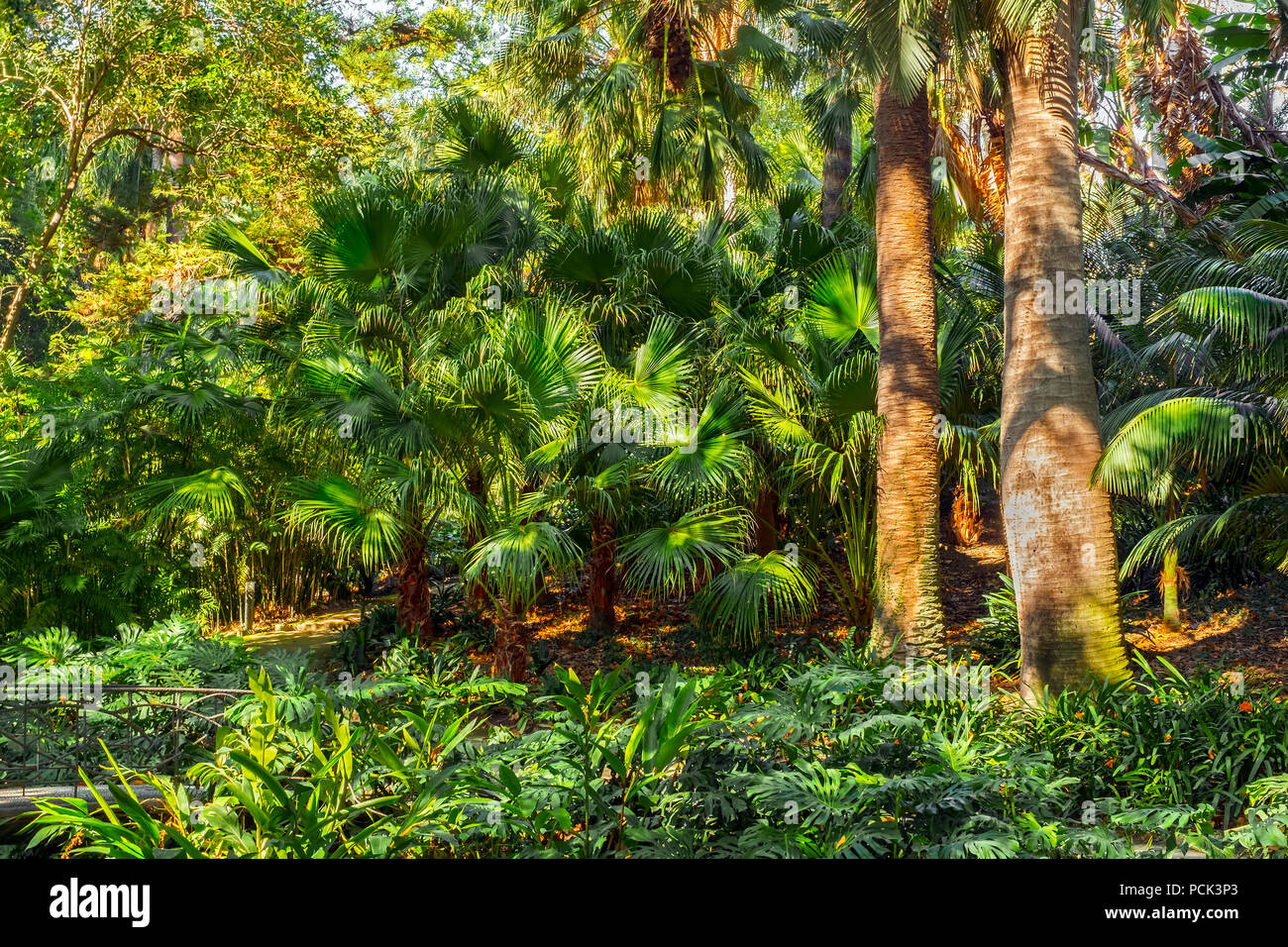 Beautiful tree luxurious green foliage hi-res stock photography and ...