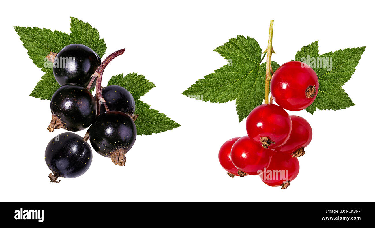 black and red currant isolated on white Stock Photo - Alamy