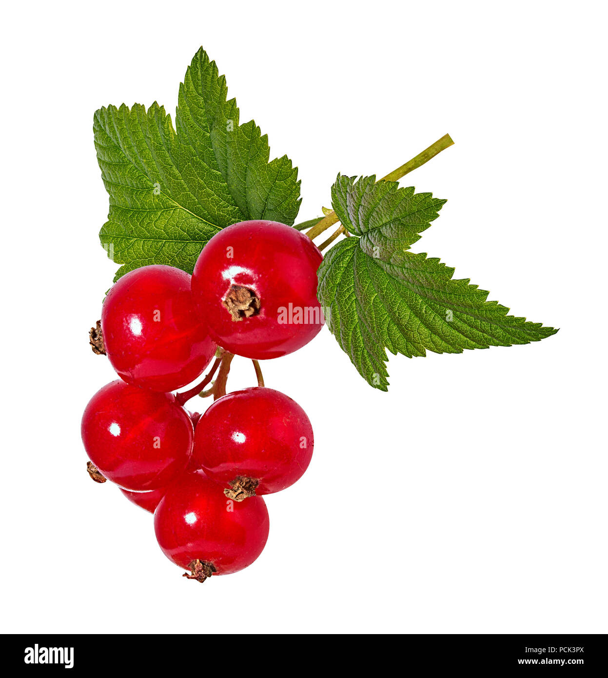 Red white currant sour Cut Out Stock Images & Pictures - Alamy
