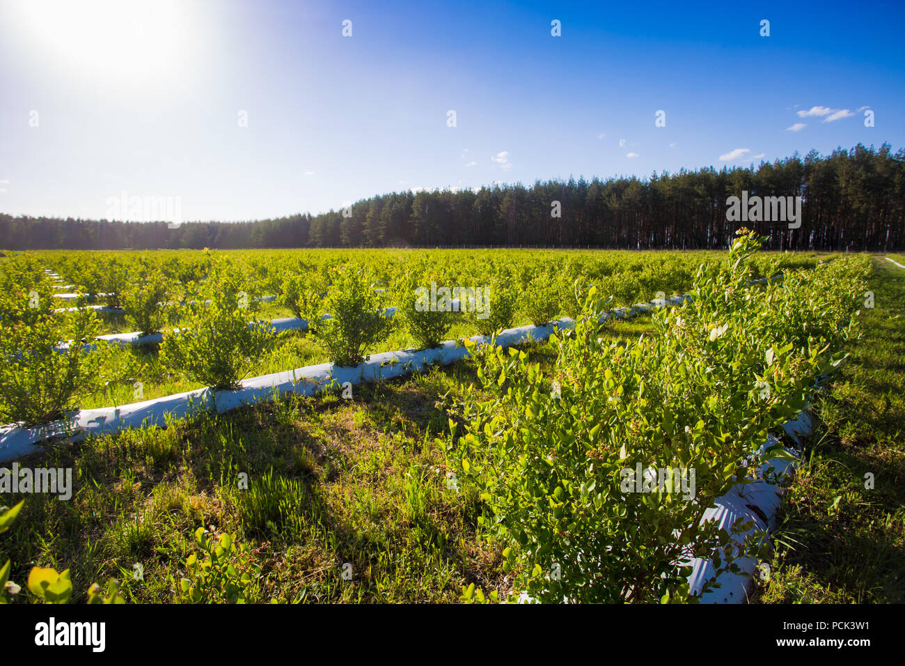 Field of blueberries, bushes with future berries against the blue sky ...