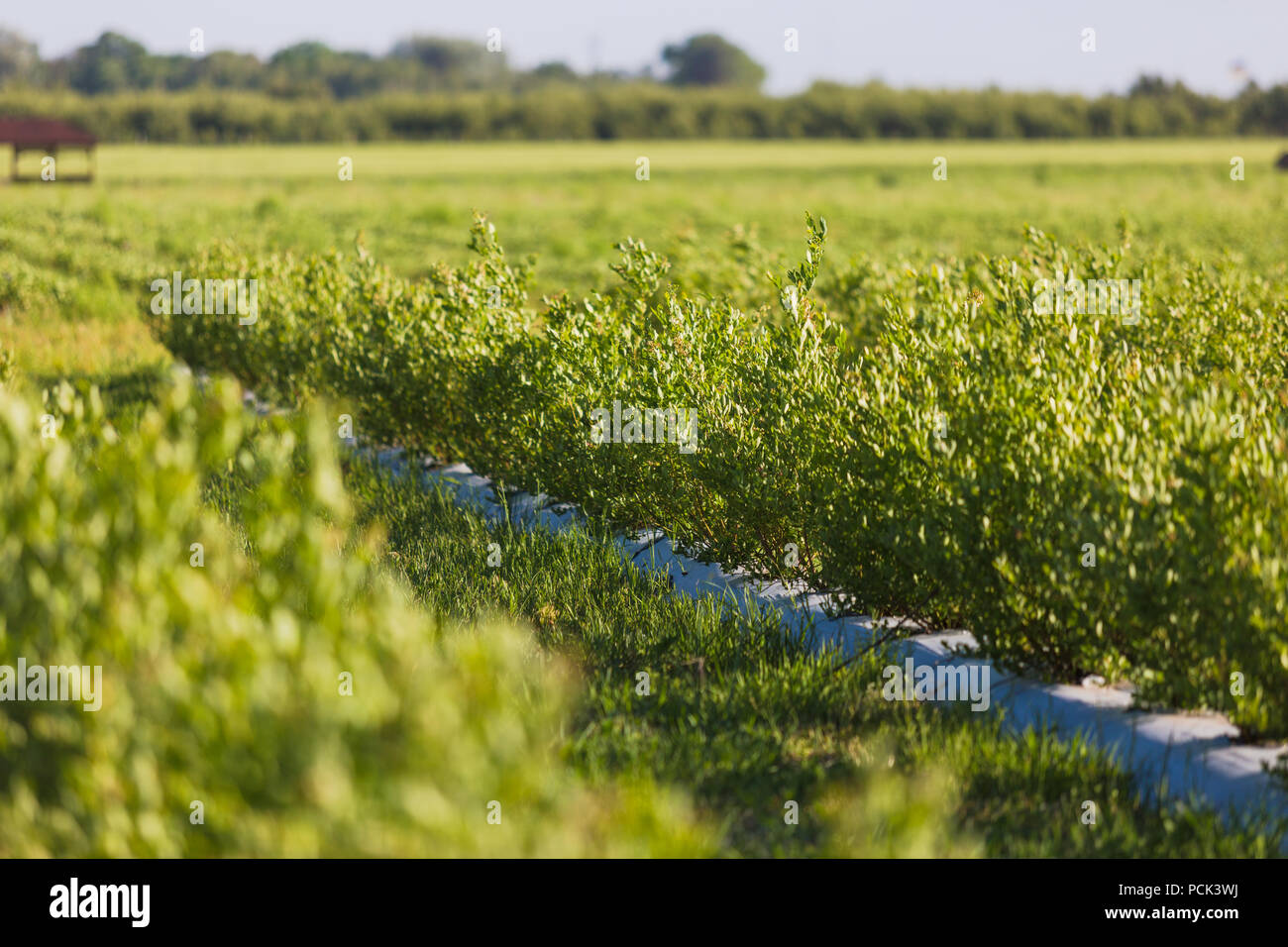 Field of blueberries, bushes with future berries against the blue sky ...