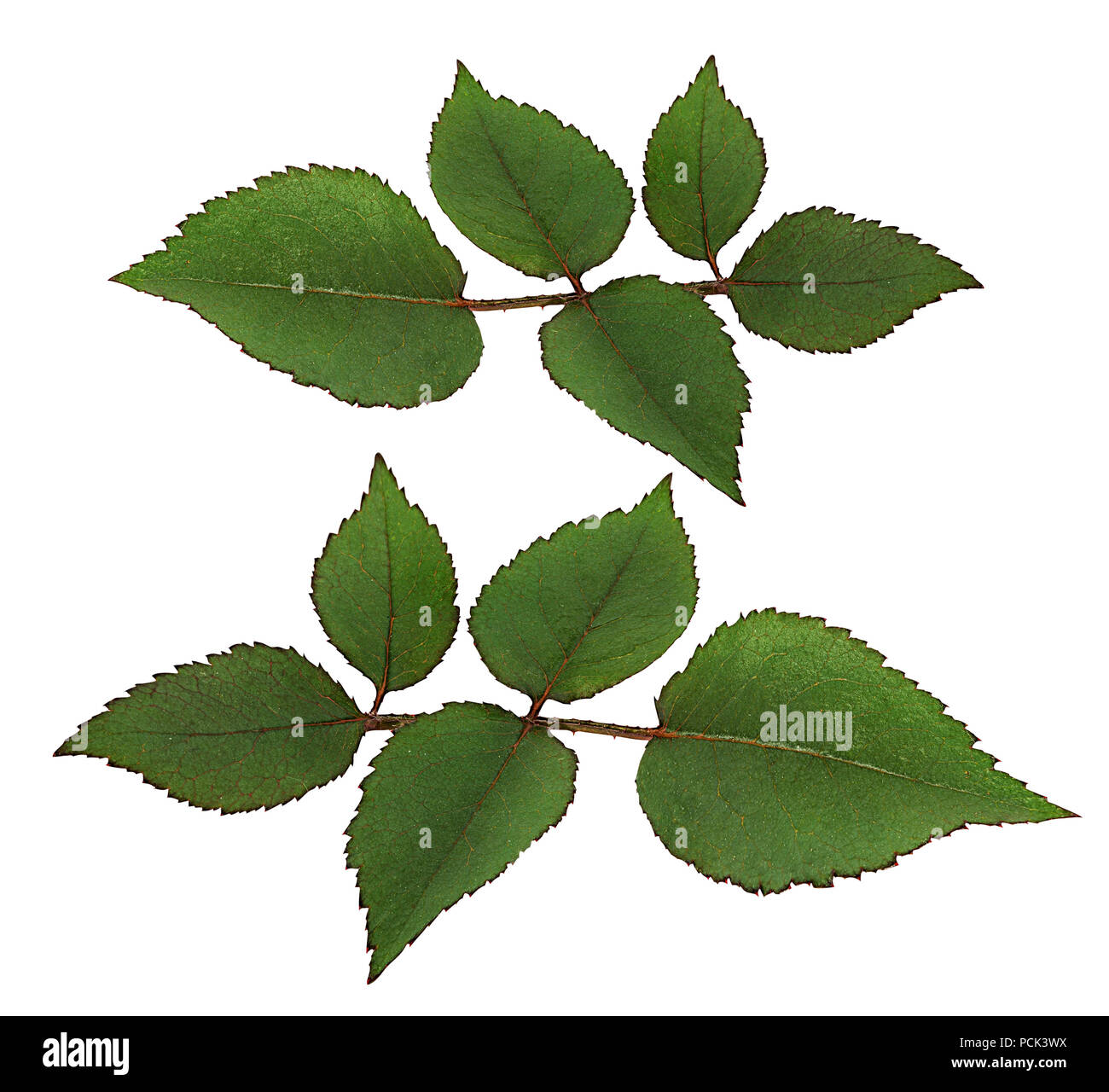 Roses leaf isolated on white background Clipping Path Stock Photo - Alamy