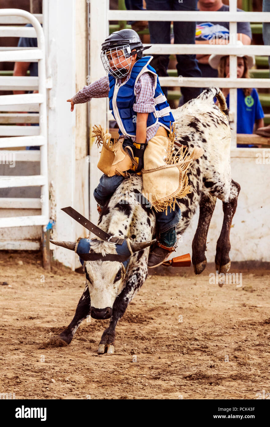 Young cowboy riding a small bull in the Junior Steer Riding competition ...