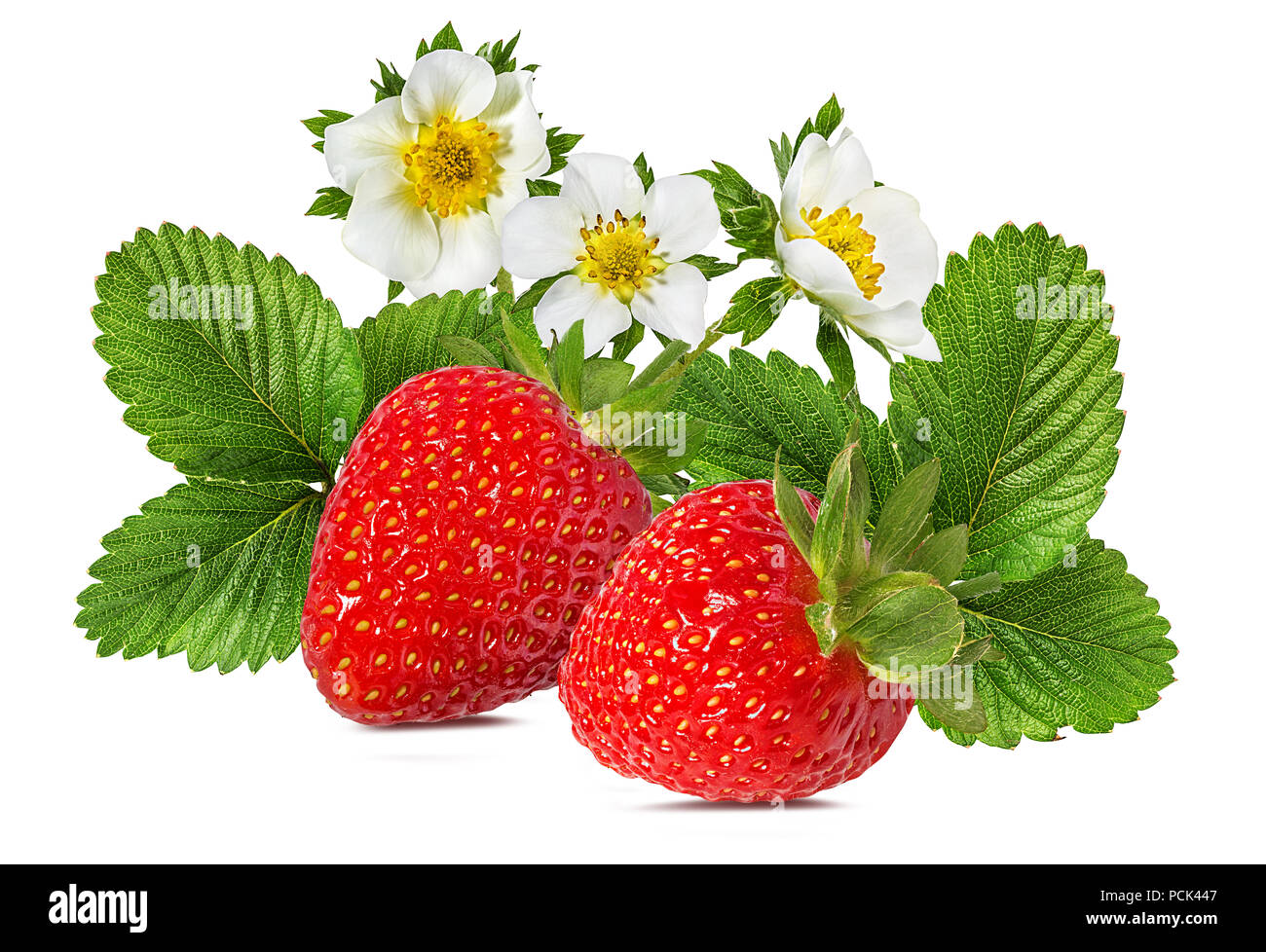 Strawberry with flower isolated on white background Stock Photo - Alamy