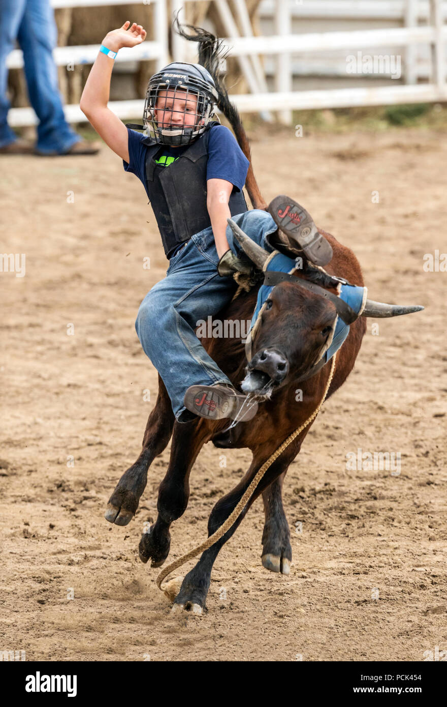 Young cowboy riding a small bull in the Junior Steer Riding competition ...