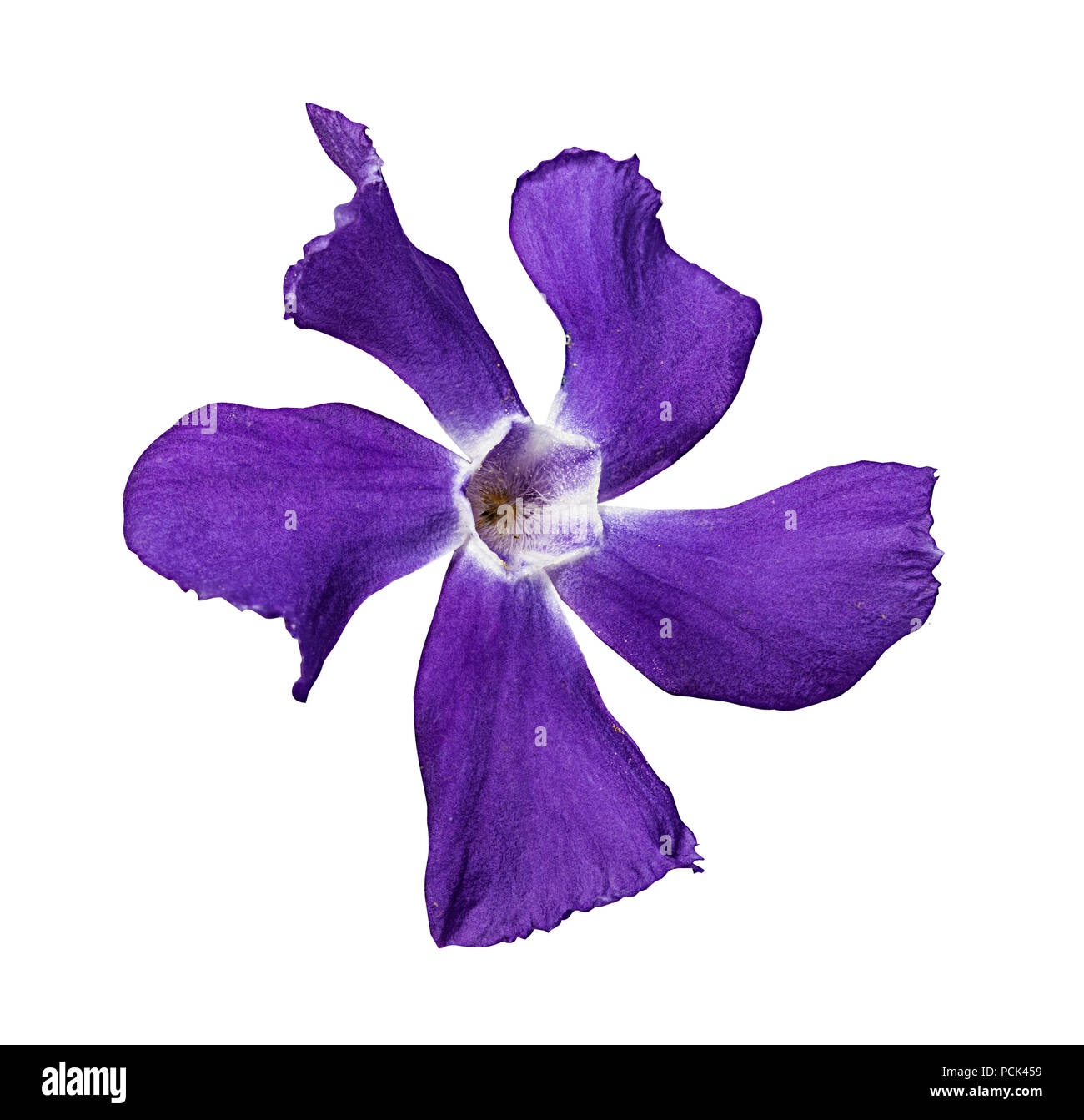 Periwinkle flower isolated on white background Stock Photo - Alamy