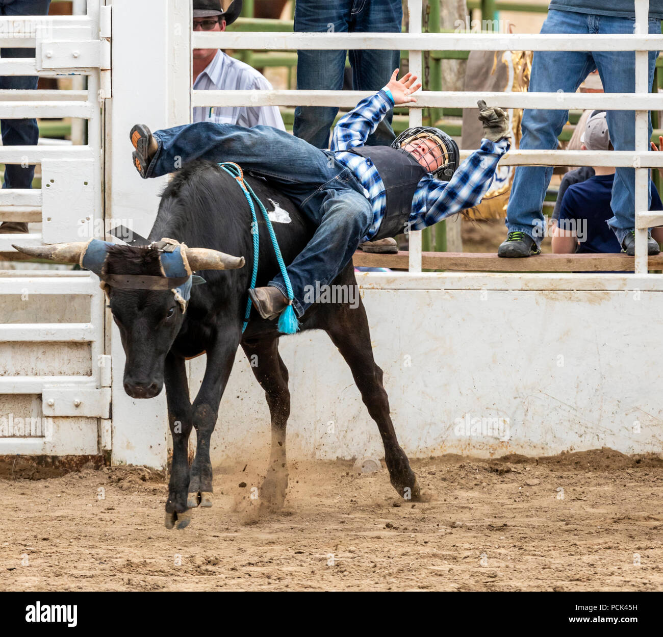Young cowboy riding a small bull in the Junior Steer Riding competition ...