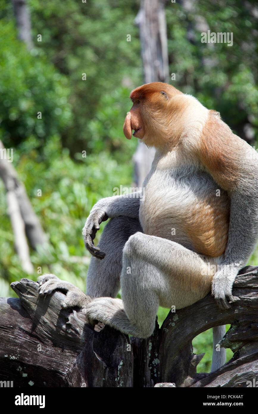 Large pot bellied male Proboscis monkey in tree Sabah Borneo Malaysia ...