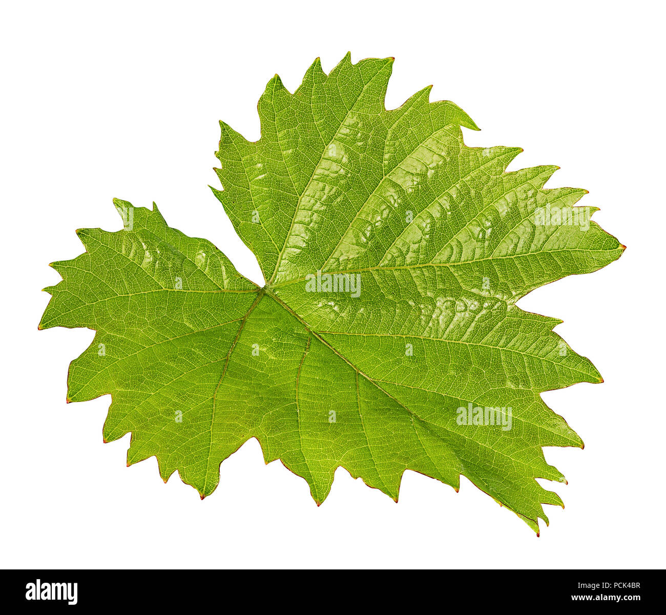 Grape texture Cut Out Stock Images & Pictures - Alamy