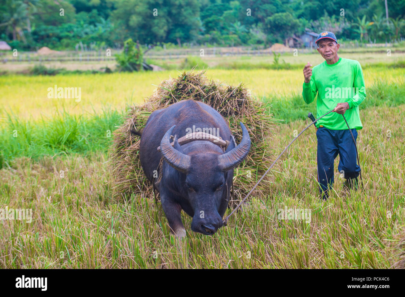 Filipino farmer working at a rice field in Marinduque island The ...