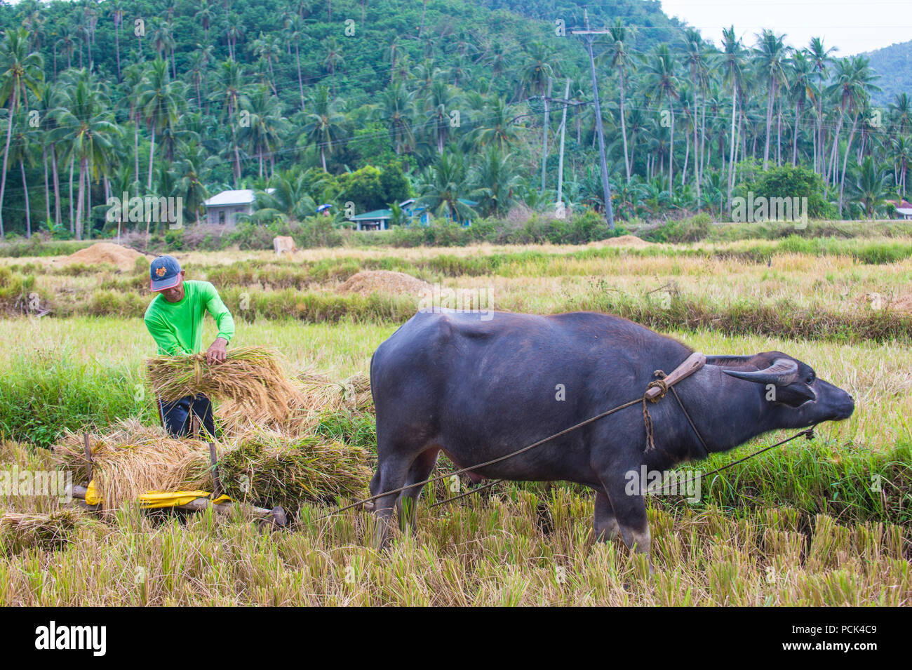 Marinduque Stock Photos & Marinduque Stock Images - Alamy