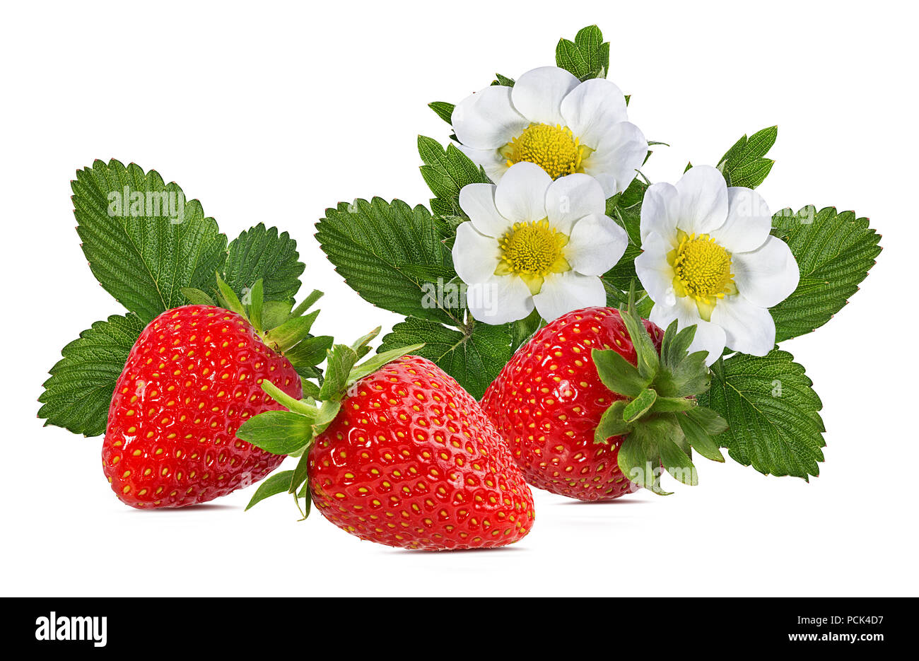 Strawberry with flower isolated on white background Stock Photo - Alamy