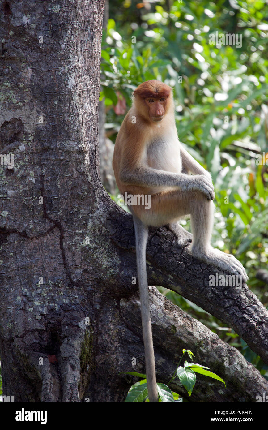 Proboscis monkey in tree Sabah Borneo Malaysia Federation Stock Photo ...
