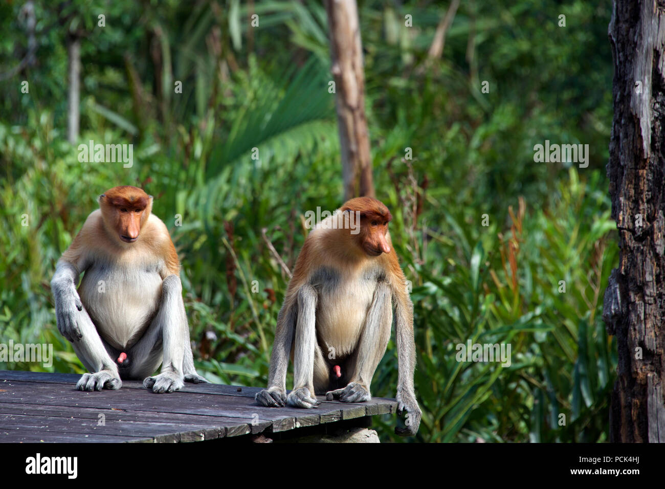 Two young male Proboscis monkeys Labuk Bay Sabah Borneo Malaysia ...