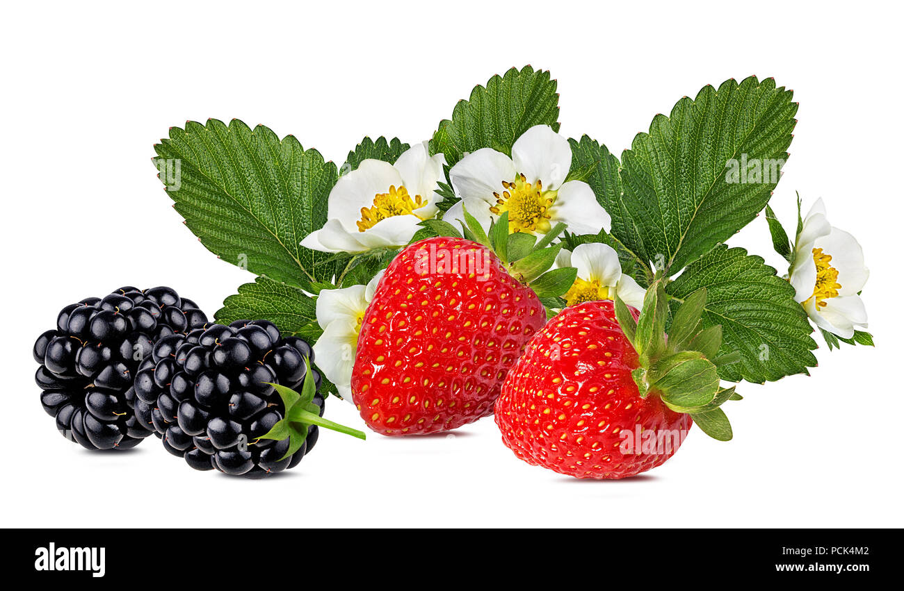Strawberry and blackberries isolated on white background Stock Photo ...