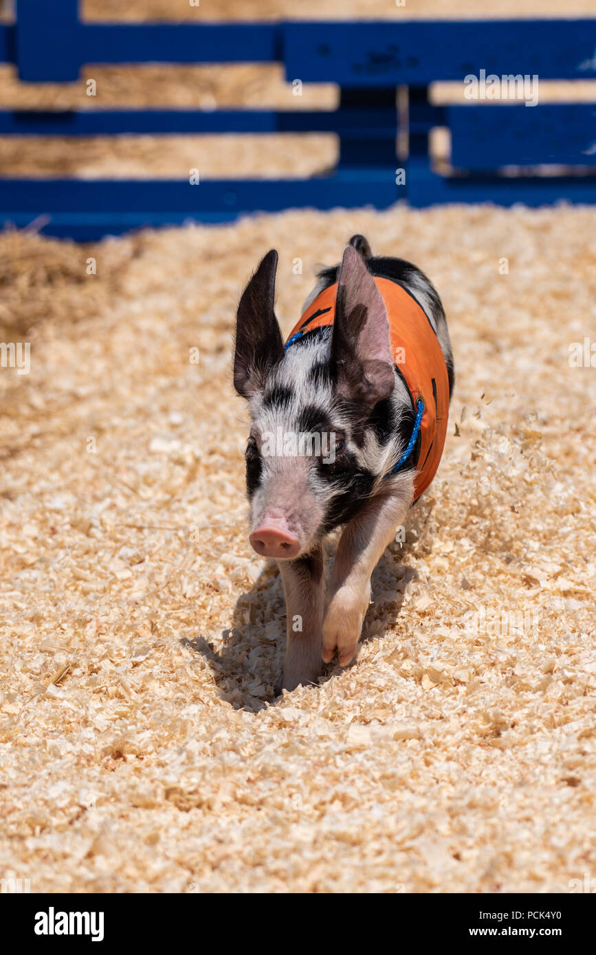 Pig running hi-res stock photography and images - Alamy