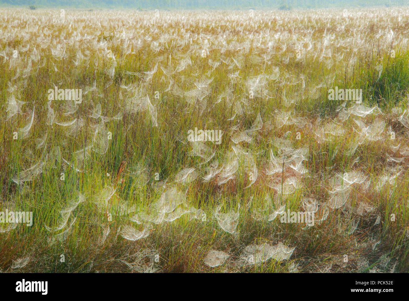 Prairie ecosystem hi-res stock photography and images - Alamy