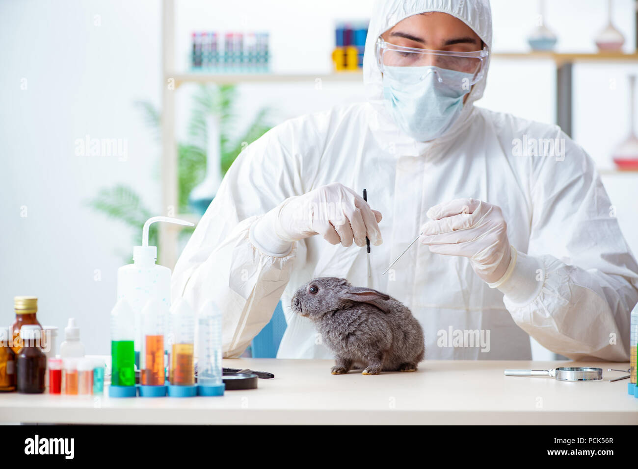 Vet doctor checking up rabbit in his clinic Stock Photo - Alamy