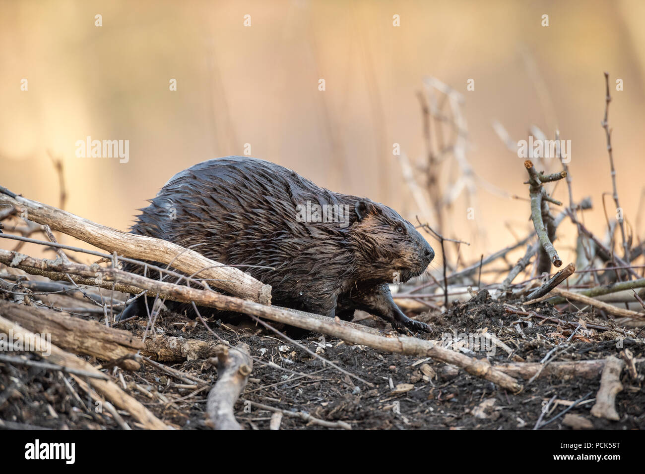 North American Beaver (Castor canadensis), bringing twigs to its lodge ...
