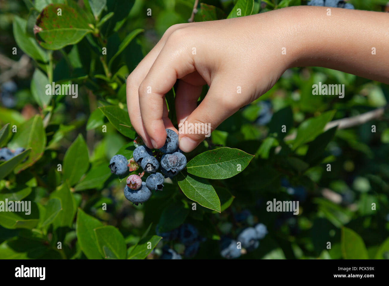 Domestic blueberries, orchard, E USA, by James D Coppinger/Dembinsky ...