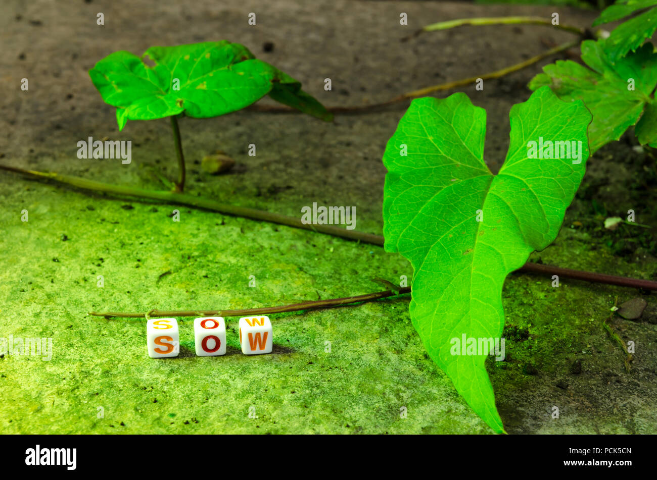 Sow alphabet hi-res stock photography and images - Alamy