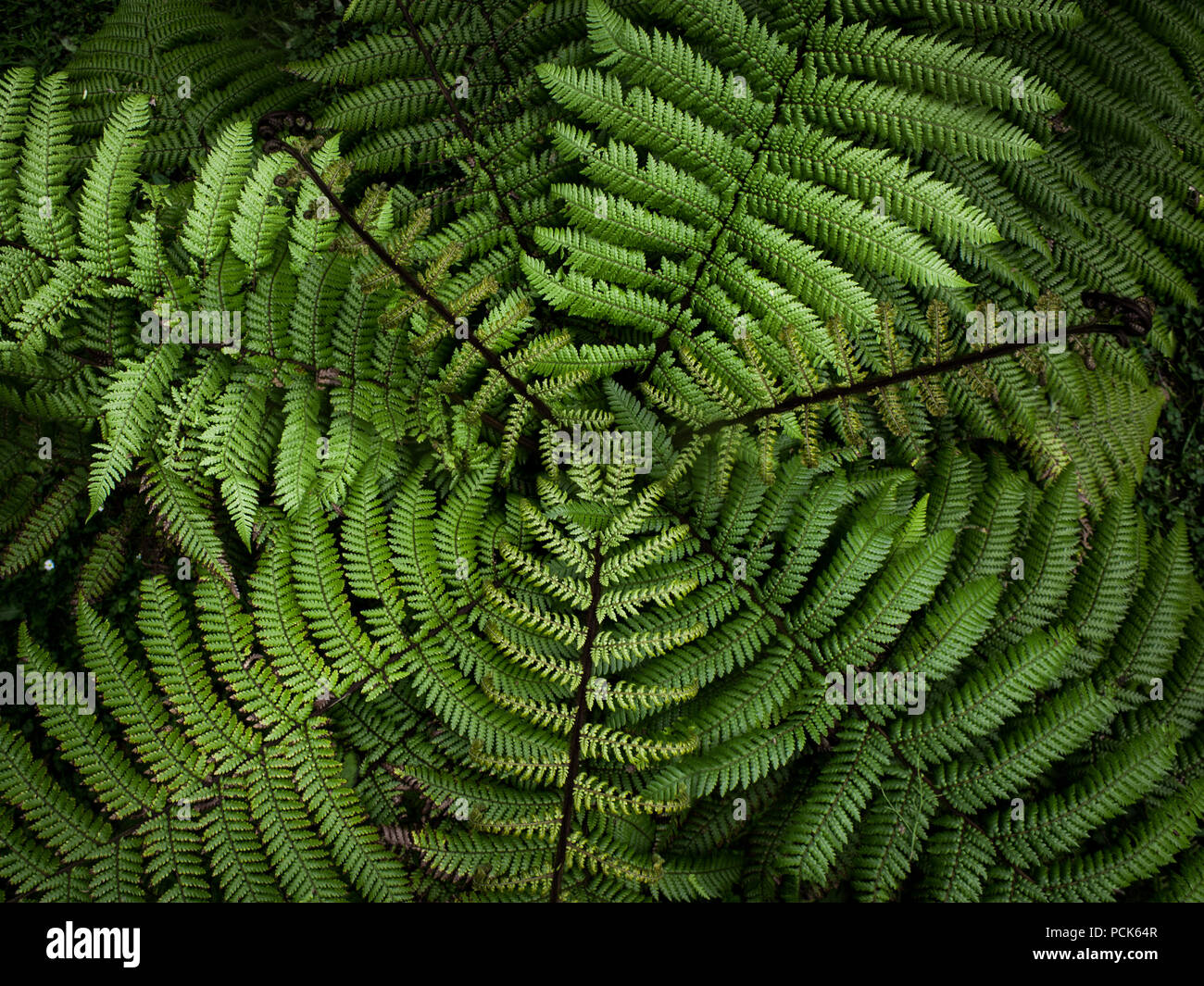 Nz tree fern hi-res stock photography and images - Alamy