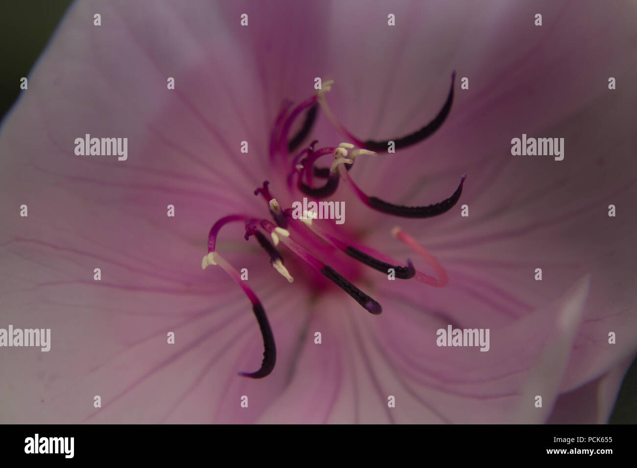 Marco flower hi-res stock photography and images - Alamy