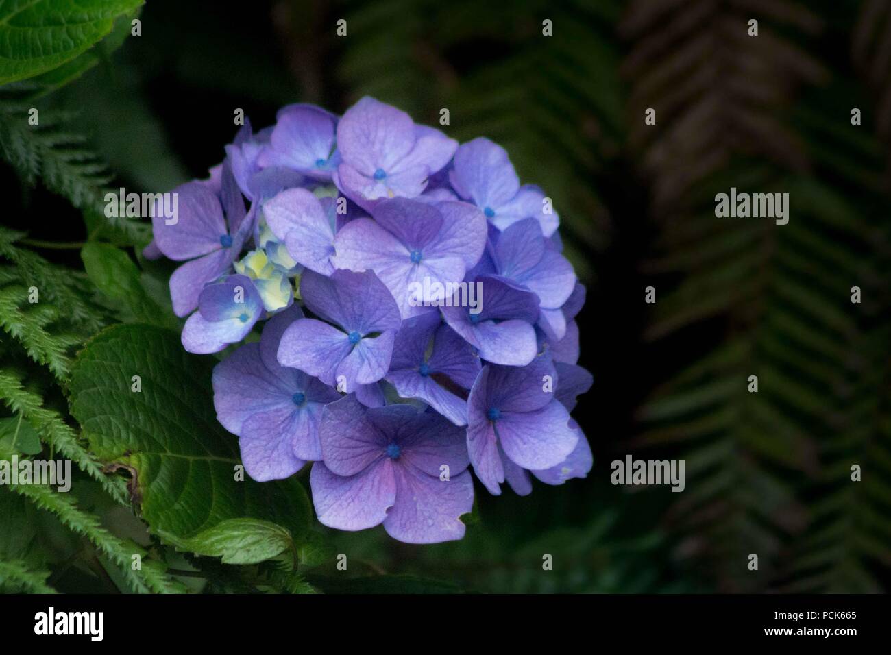 Blue Purple Hydrangea Flower Stock Photo - Alamy