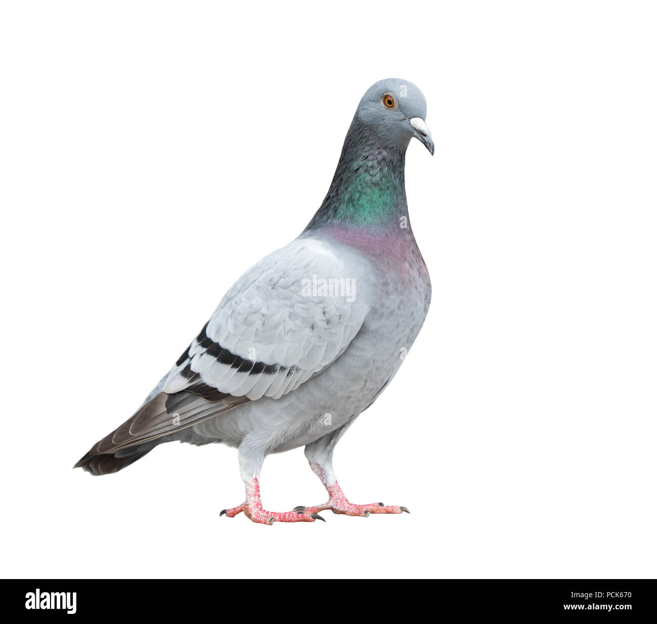 Racing Pigeon Wallpaper