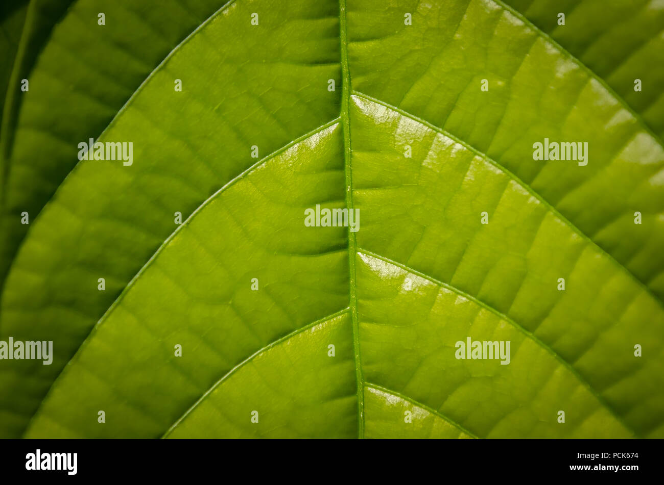 Nice green leaf hi-res stock photography and images - Alamy