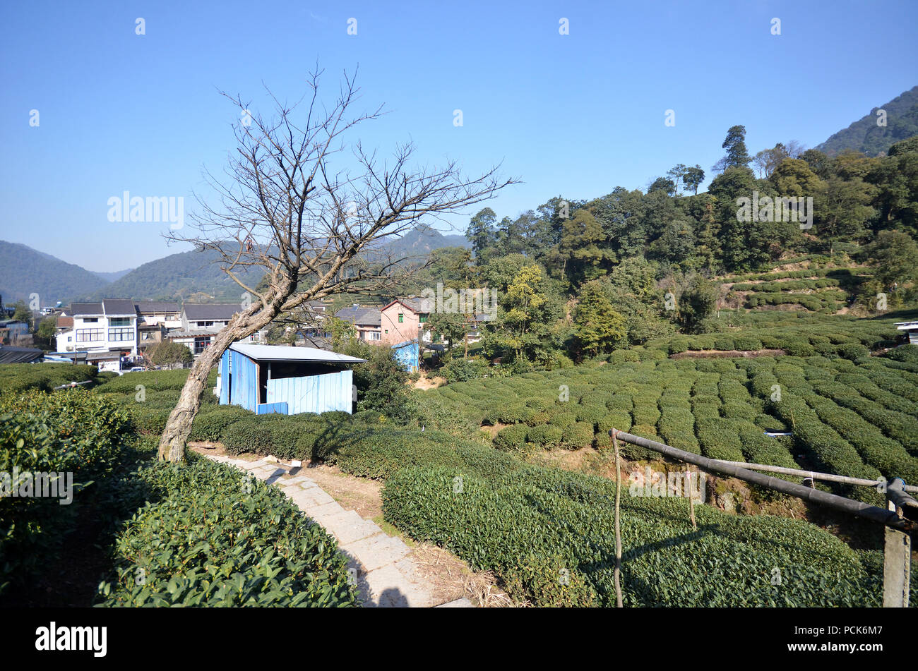 Beautiful fresh green chinese Longjing tea plantation. Meijiewu ...