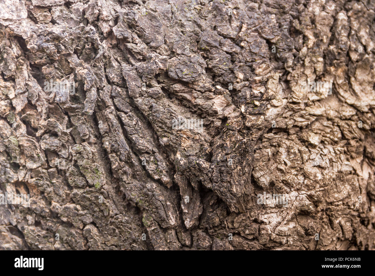 textured background of tree bark with rust Stock Photo - Alamy