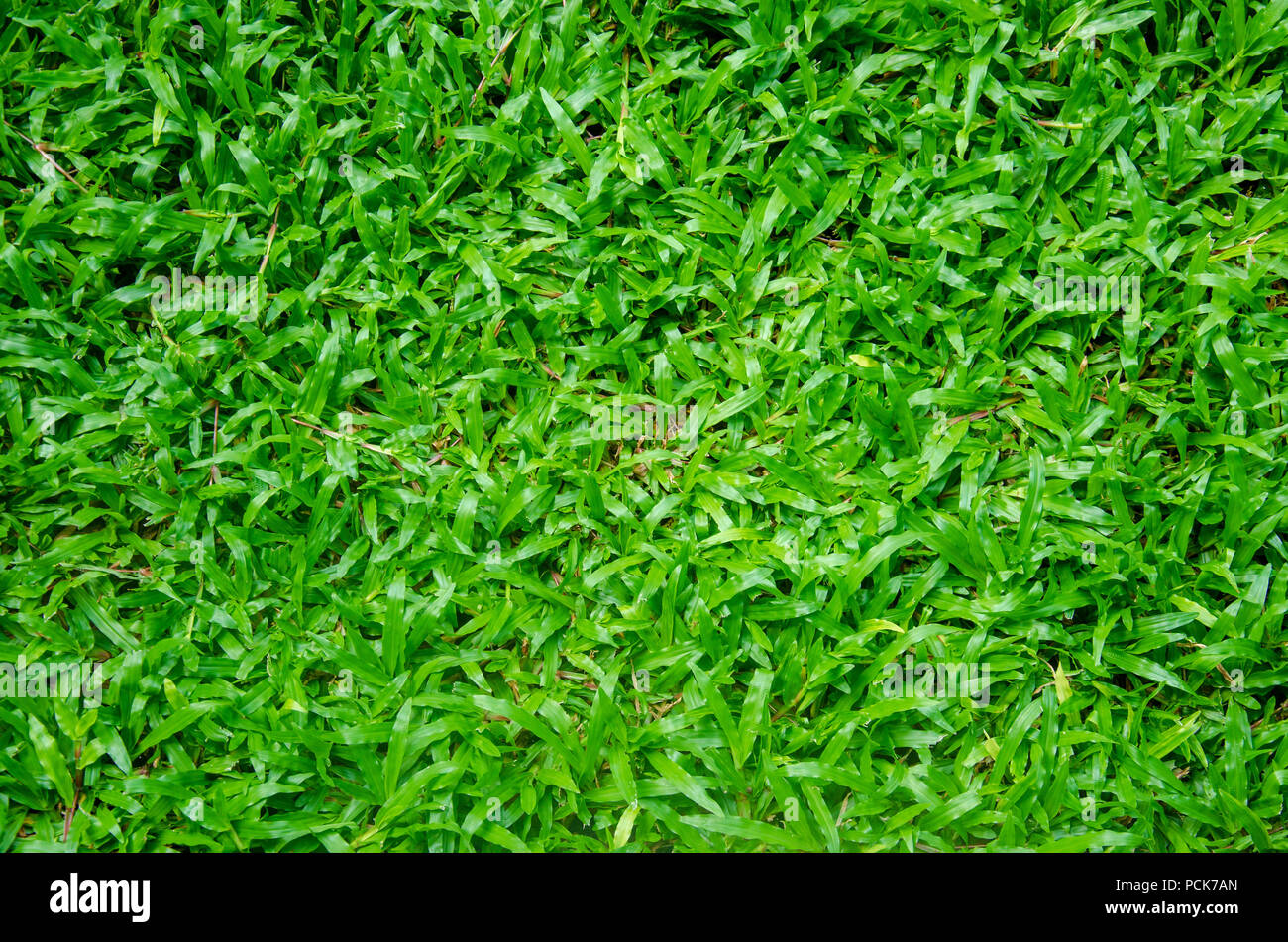nature green leaf in garden. using as a background Stock Photo - Alamy