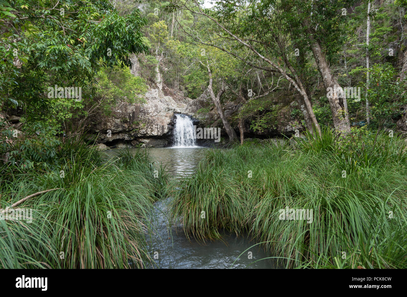 Waterfall and Pond in an Australian subtropical rainforest Stock Photo ...