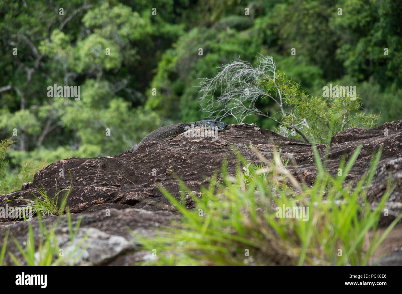 Queensland goanna tree hi-res stock photography and images - Alamy