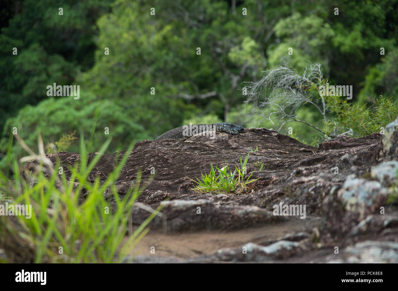 Queensland goanna tree hi-res stock photography and images - Alamy