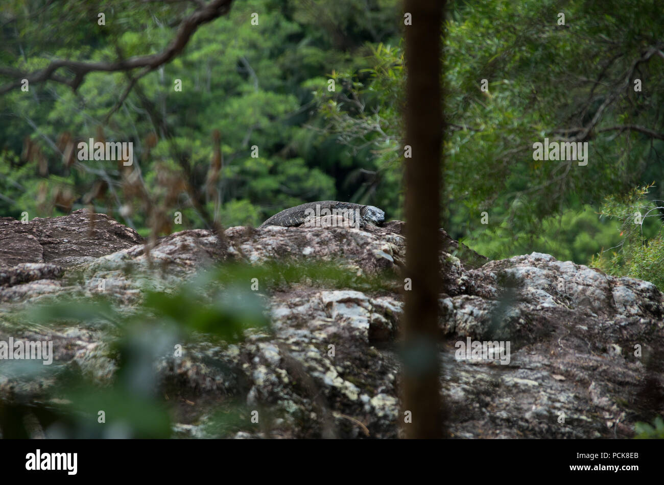 Goanna sunbaking on a rock Stock Photo - Alamy