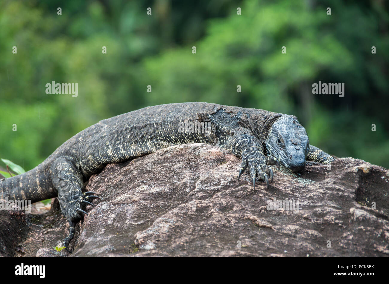 Goanna sunbaking on a rock Stock Photo - Alamy