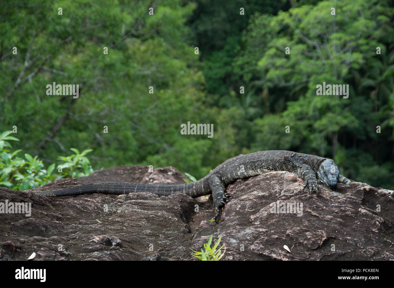Goanna isolated hi-res stock photography and images - Alamy