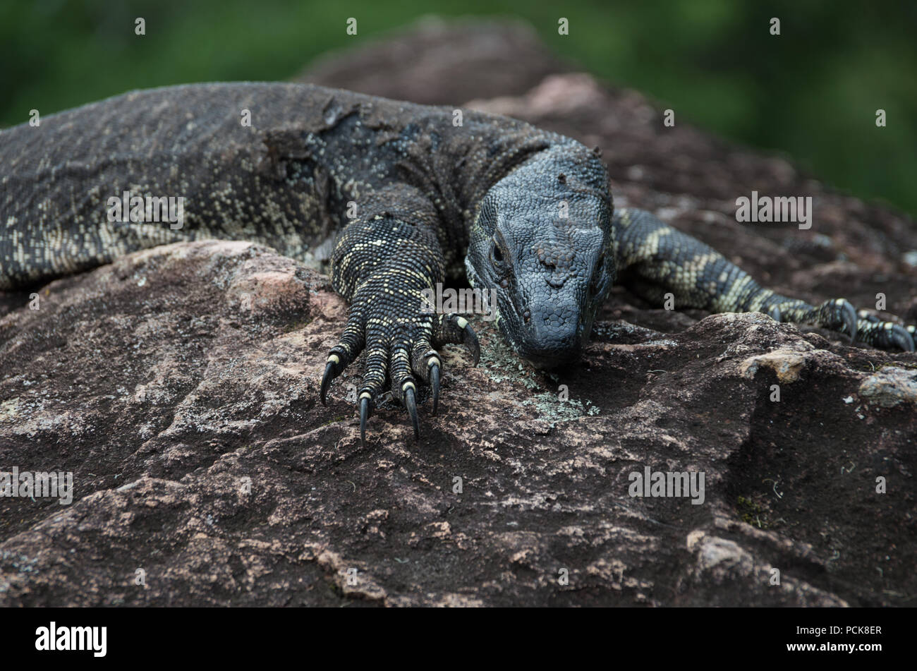 Goanna sunbaking on a rock Stock Photo - Alamy