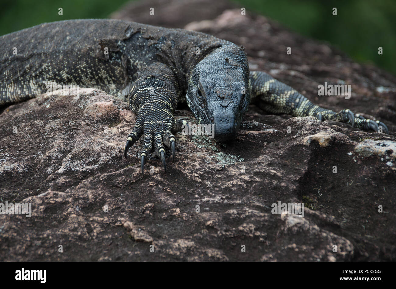 Goanna sunbaking on a rock Stock Photo - Alamy