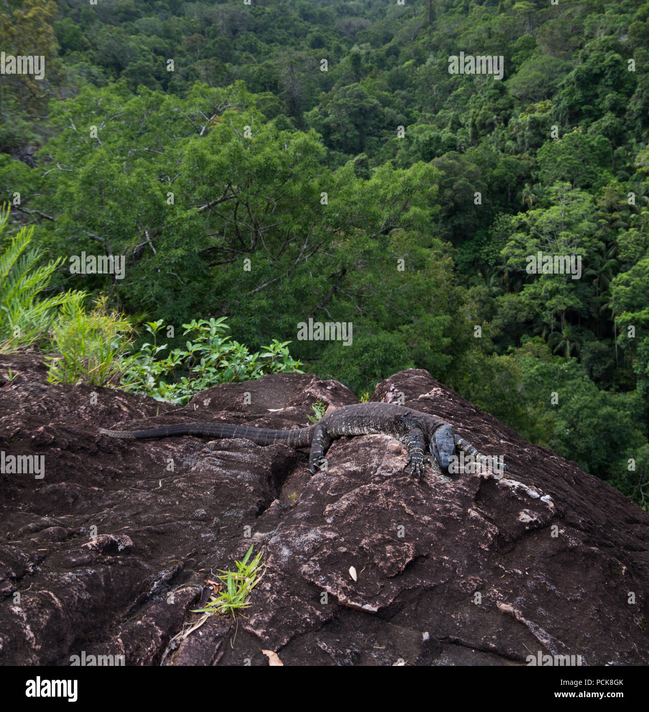 Goanna sunbaking on a rock Stock Photo - Alamy