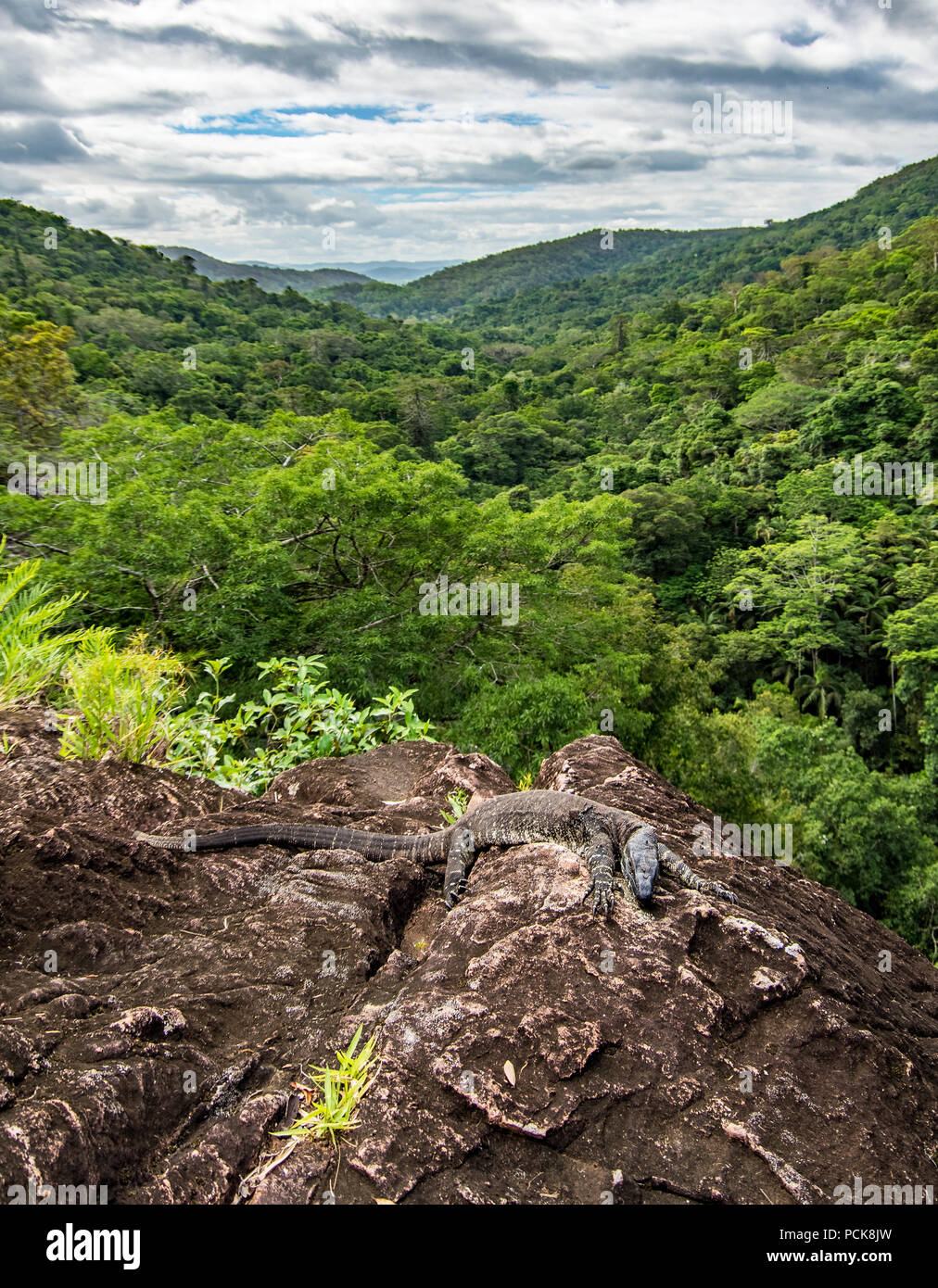 Queensland goanna tree hi-res stock photography and images - Alamy