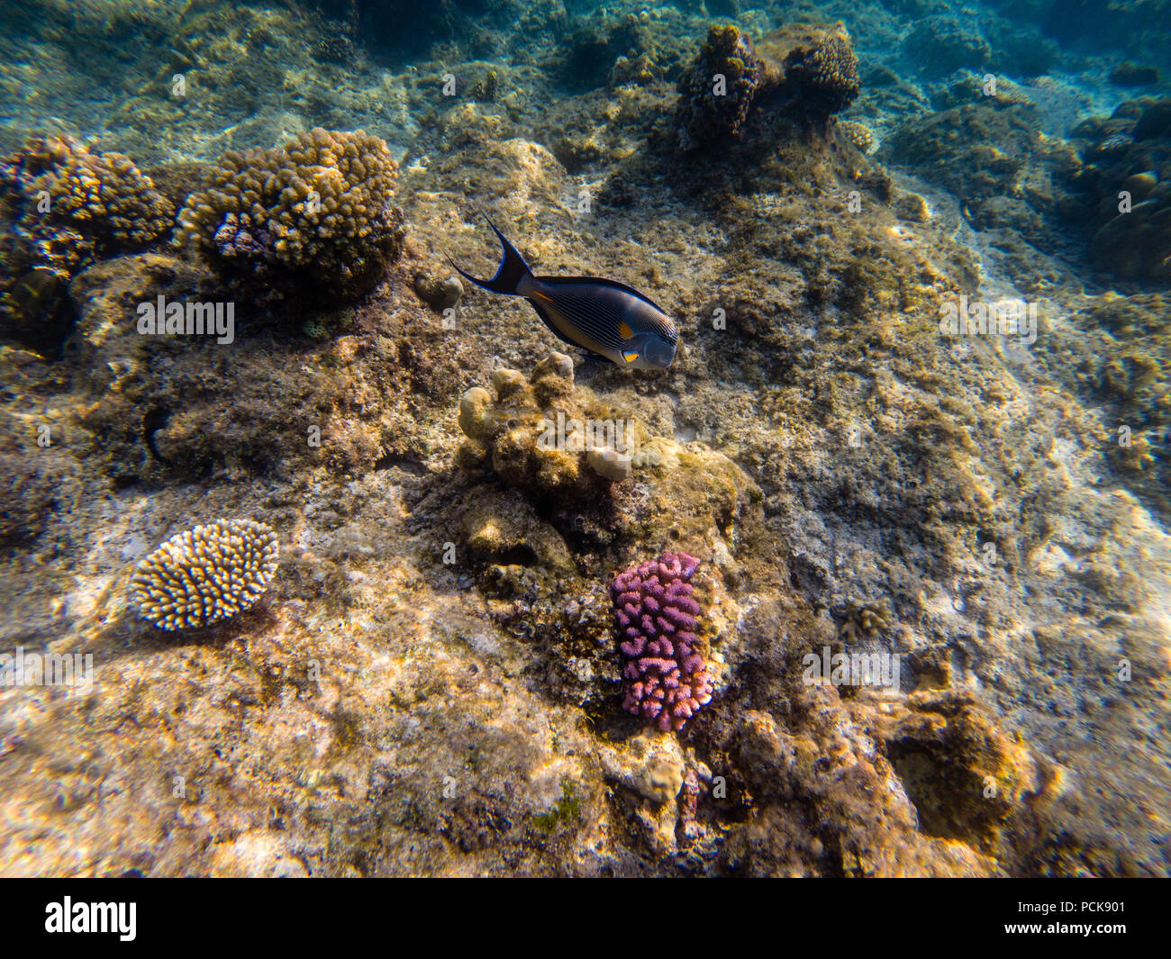 Striped surgeonfish Acanthurus lineatus swims on a coral reef Stock ...