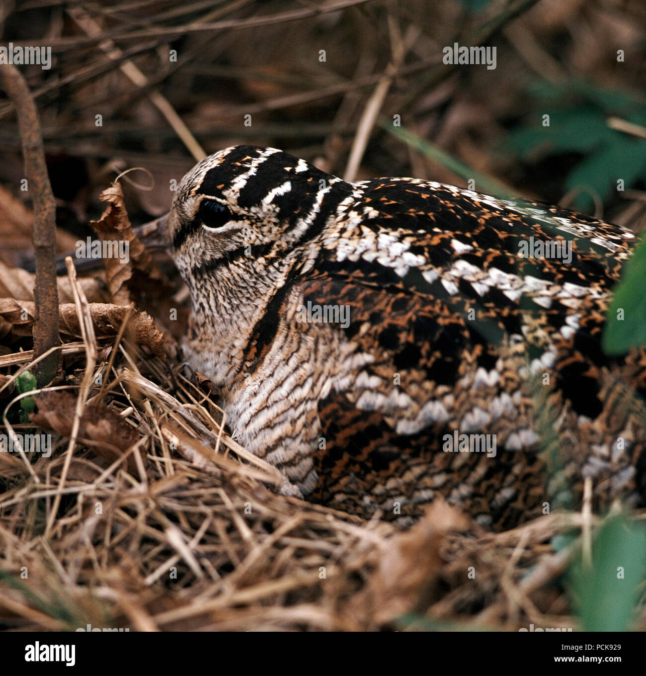 Snipe Nest Stock Photos & Snipe Nest Stock Images - Alamy