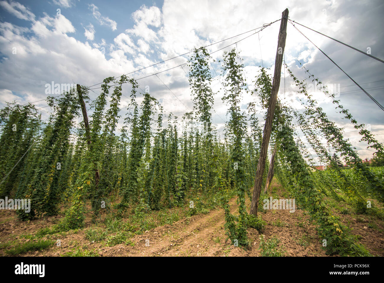 Green fields of hops Stock Photo - Alamy
